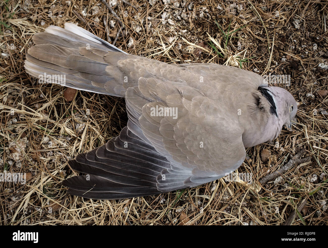 Dead dove laying on a backyard in Alpine, Texas Stock Photo - Alamy