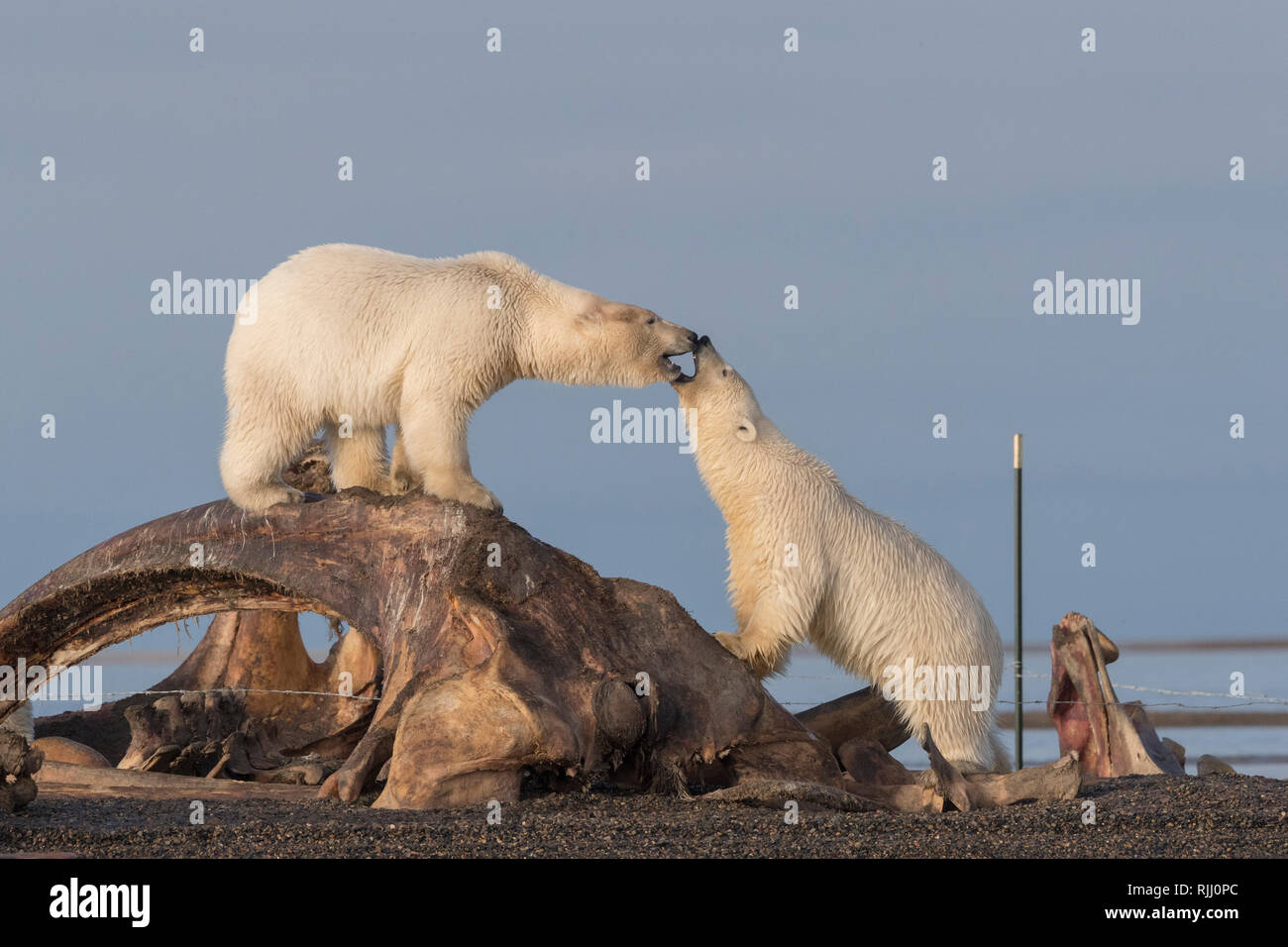 Polar Bear (Ursus maritimus, Thalarctos maritimus). Two individuals ...