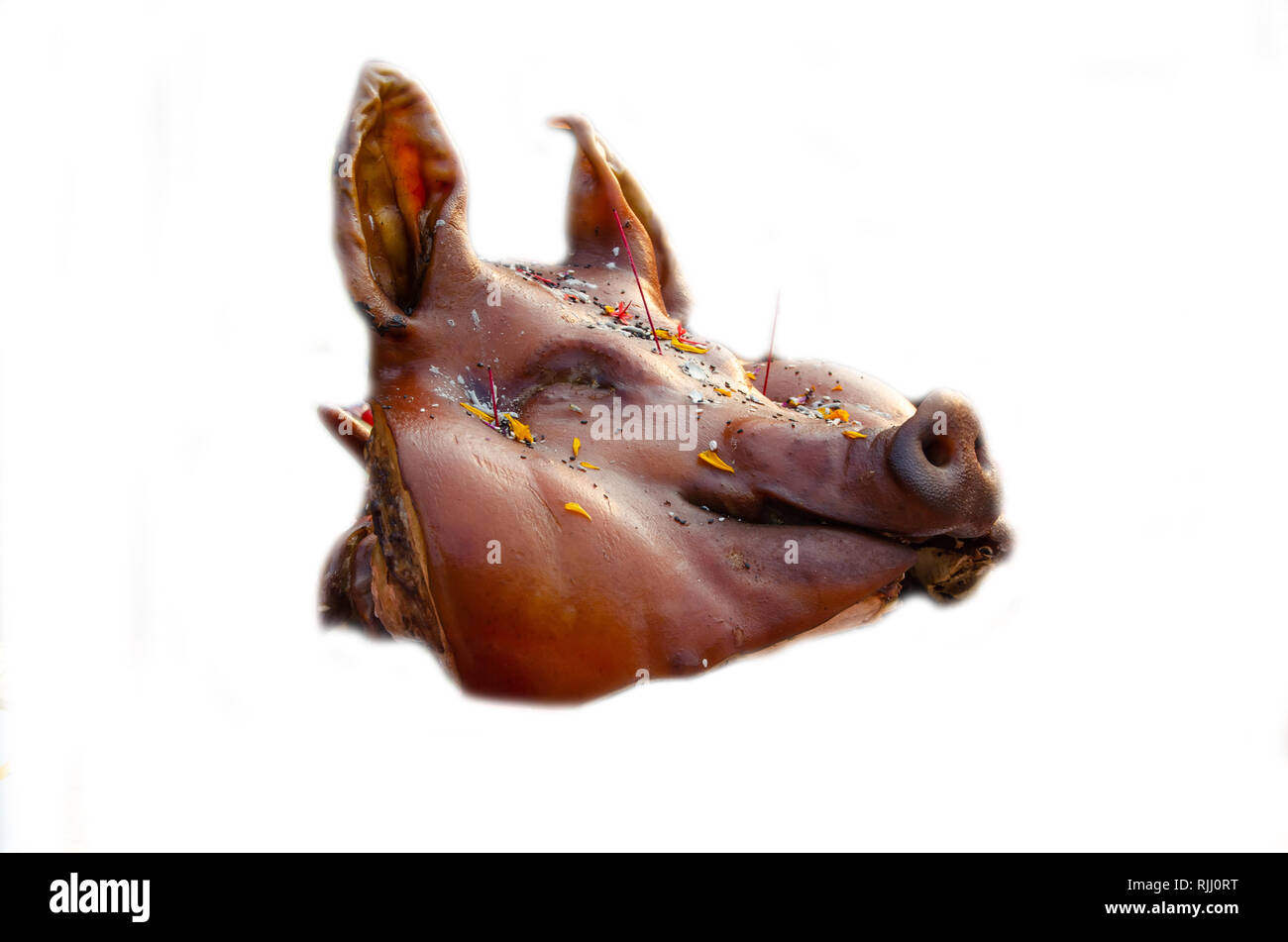 pig head for pray and sacrifice Stock Photo - Alamy