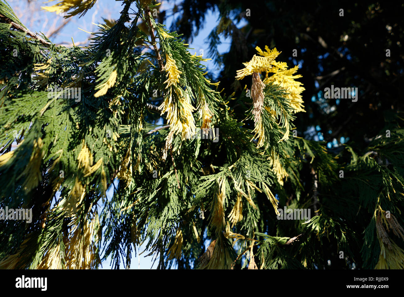Variegated Conifer High Resolution Stock Photography and Images - Alamy