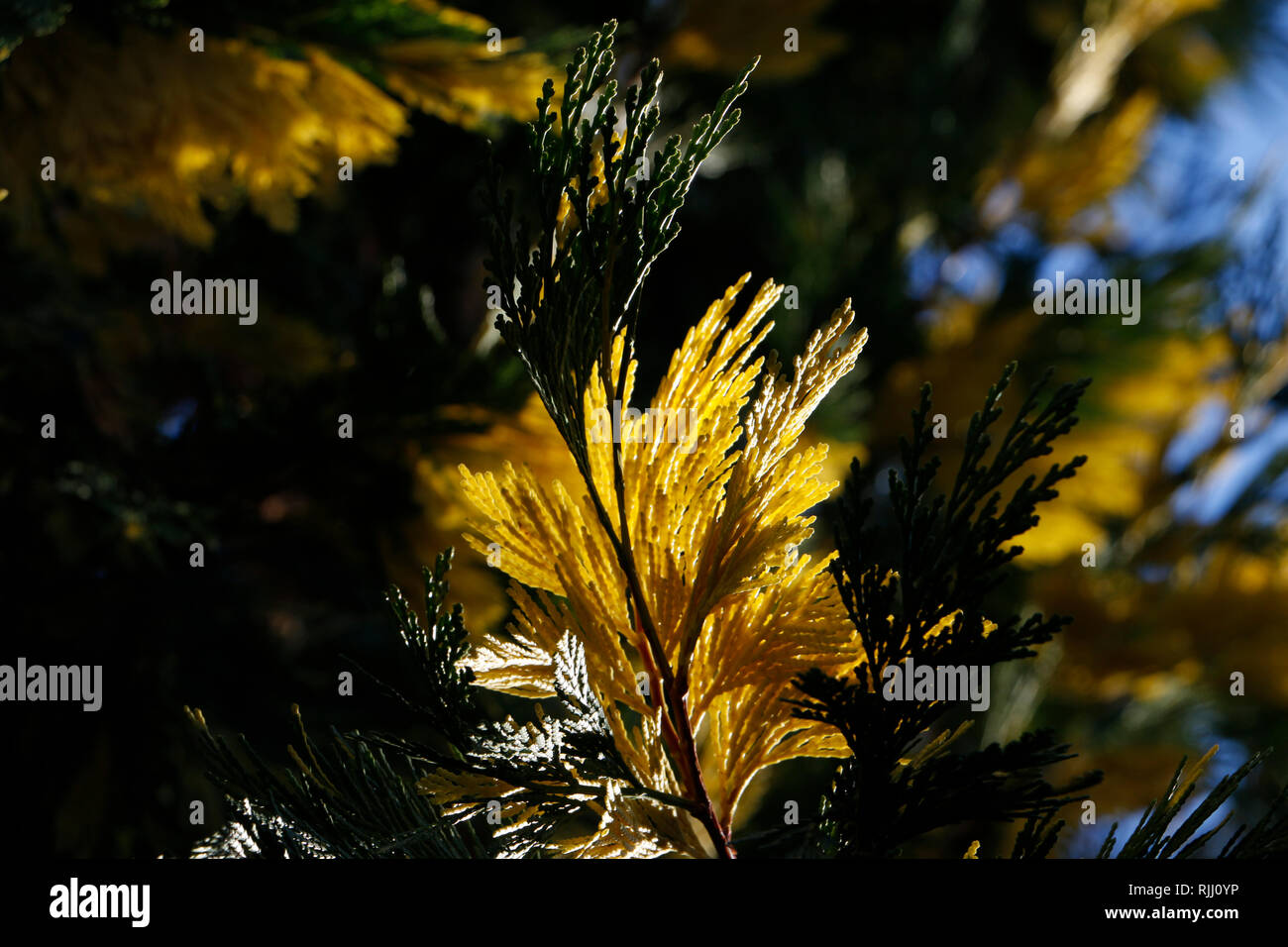 Awl Leaf High Resolution Stock Photography and Images - Alamy
