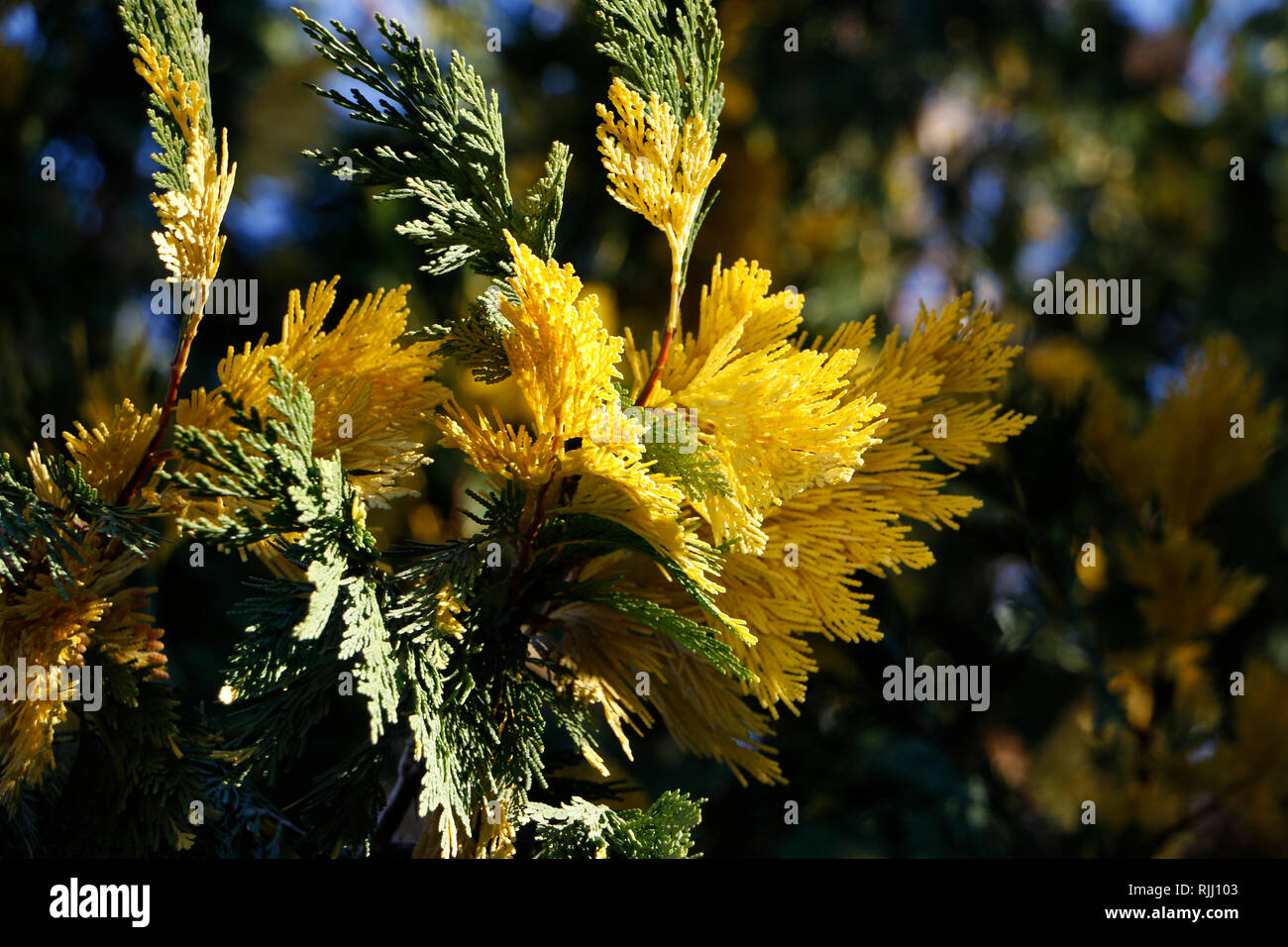 Variegated Conifer High Resolution Stock Photography and Images - Alamy