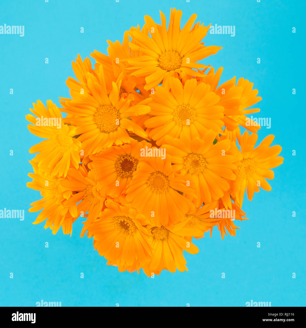 Calendula - marigold bouquet on blue background Stock Photo - Alamy