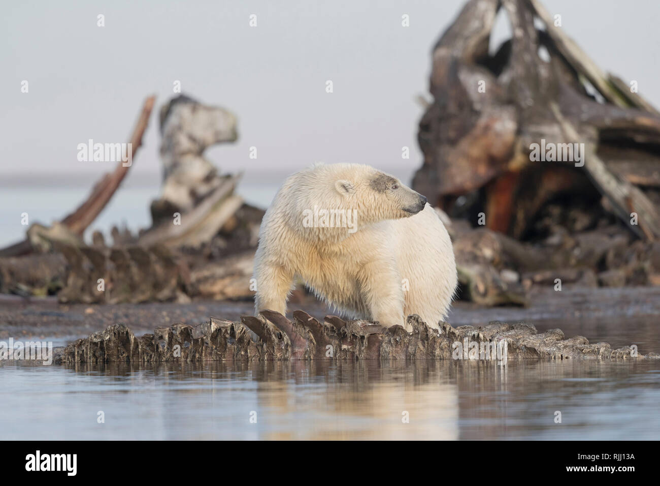 Carcass of bowhead whales hunt by the villagers kaktovik hi-res stock ...