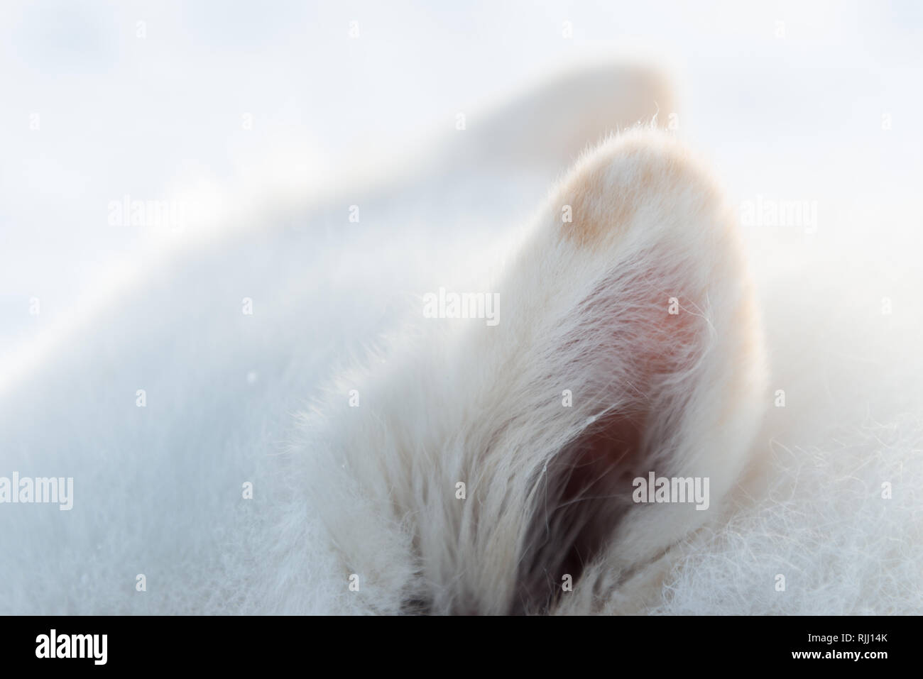 Samoyed dog's ears Stock Photo - Alamy