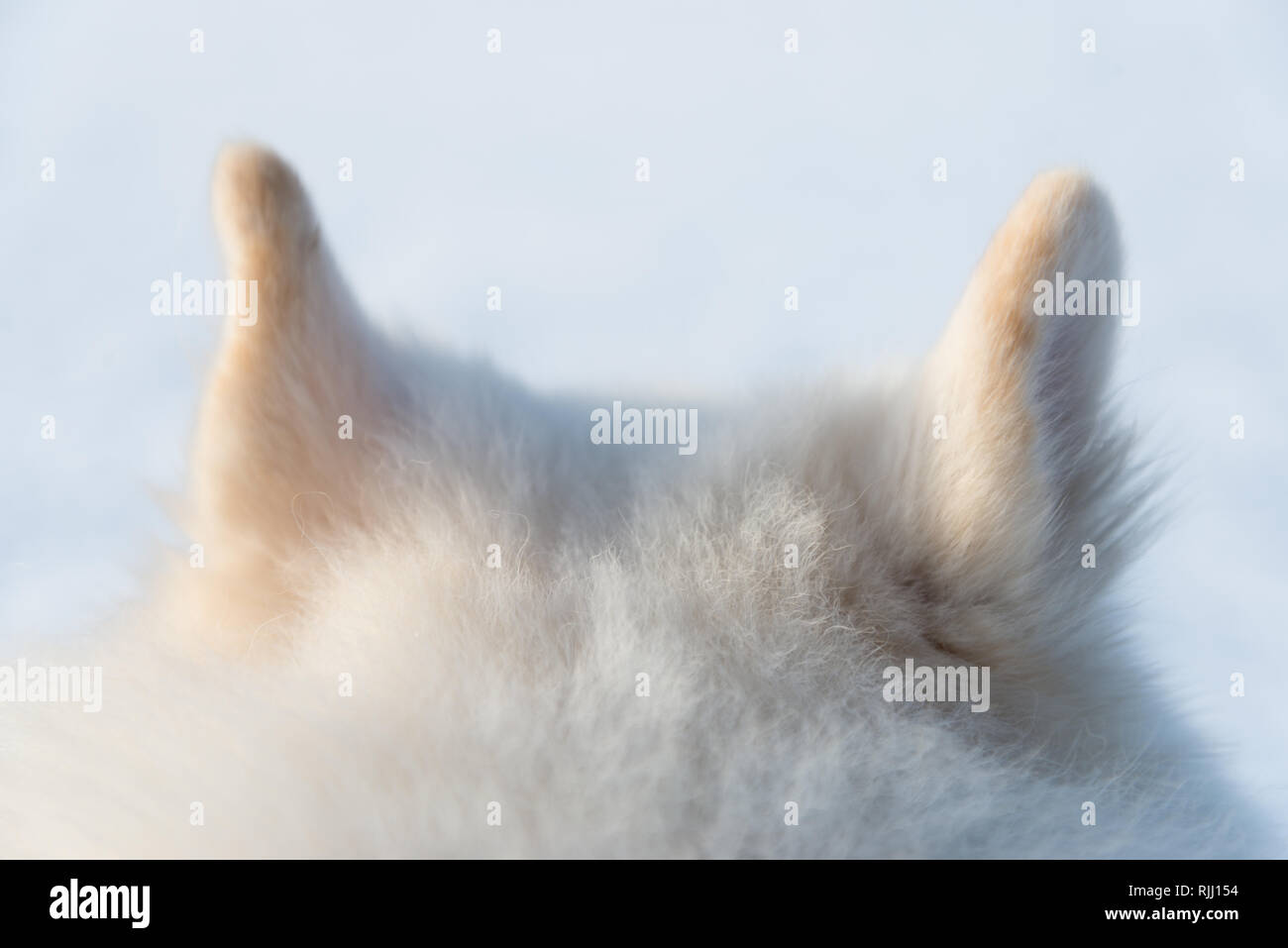 Samoyed dog's ears Stock Photo - Alamy