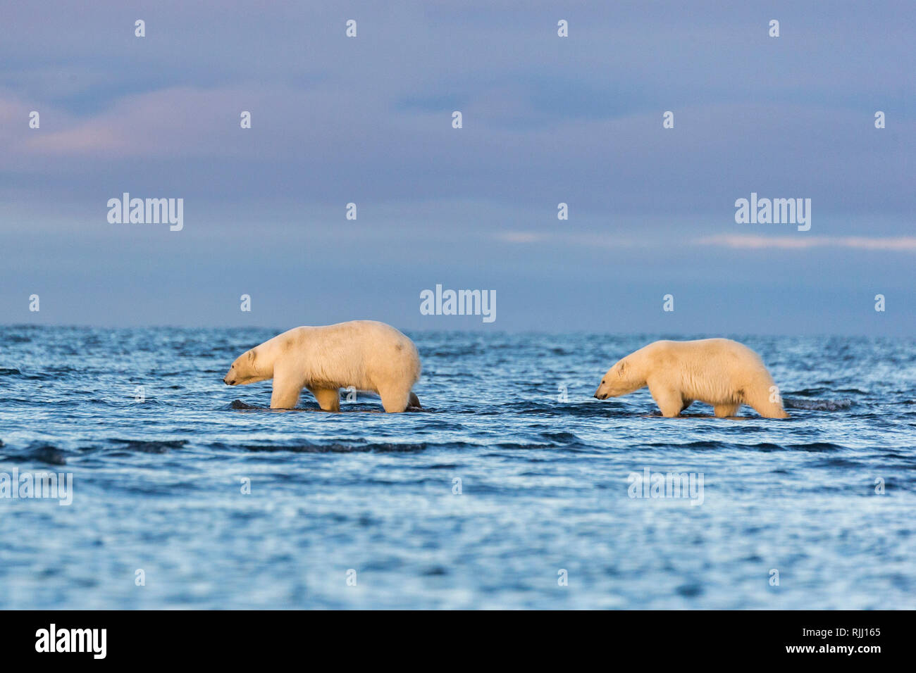 Polar Bear (Ursus maritimus, Thalarctos maritimus). Two individuals ...