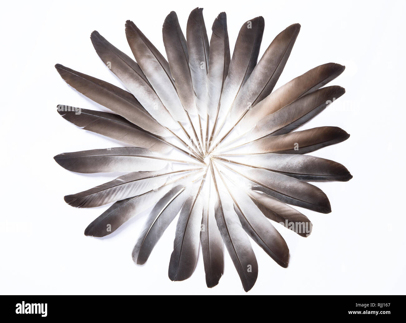 Feathers circle on white background Stock Photo - Alamy