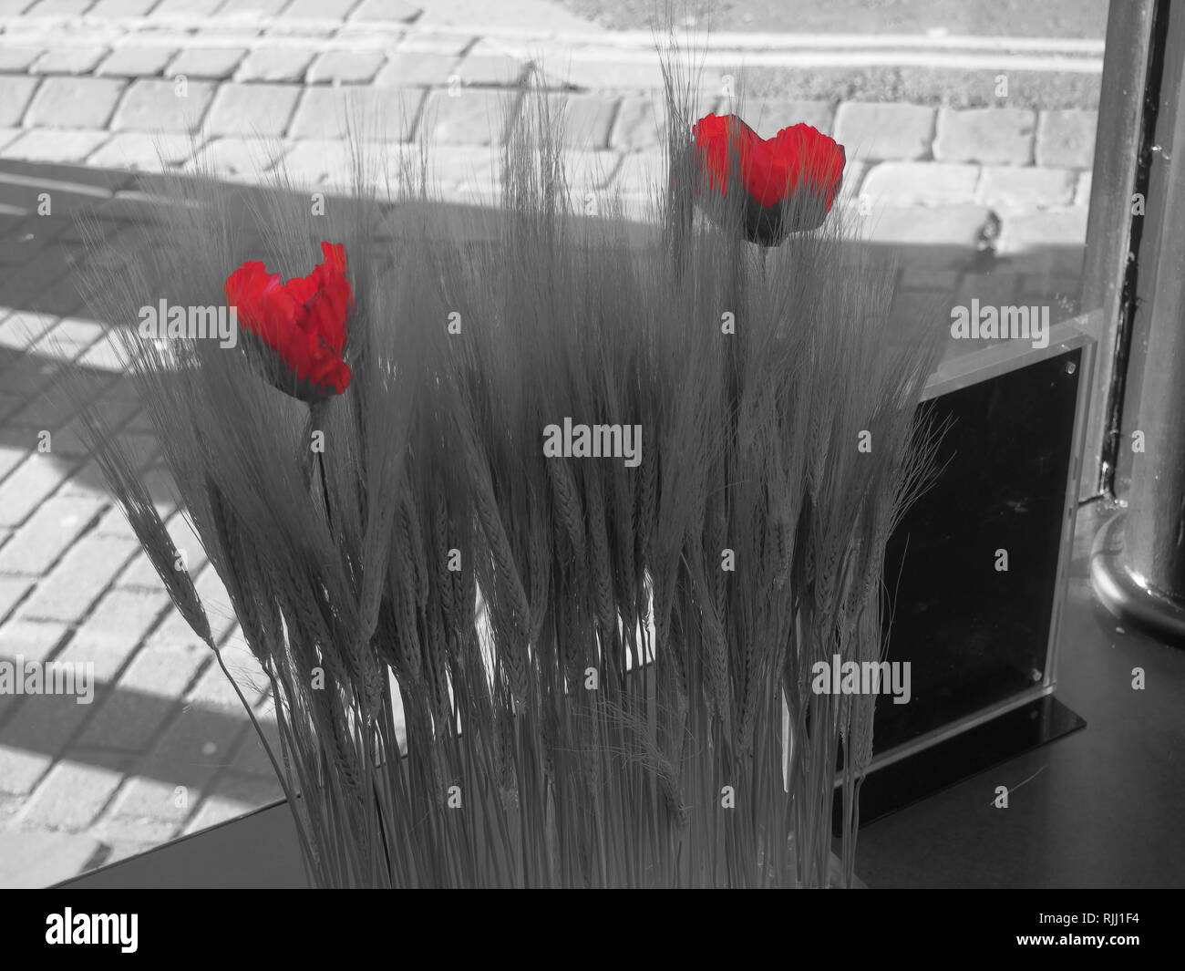 Black and white poppies hi-res stock photography and images - Alamy