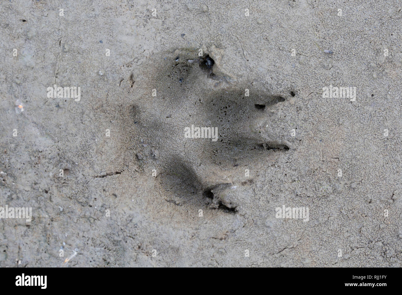 Red Fox (Vulpes vulpes), track in sand. Germany Stock Photo - Alamy