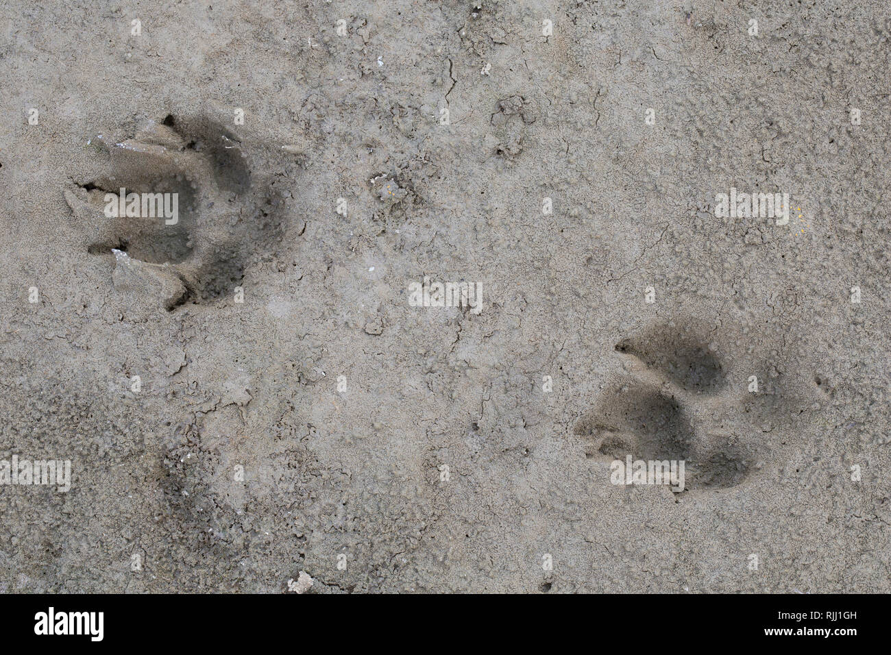 Fox footprint hi-res stock photography and images - Alamy