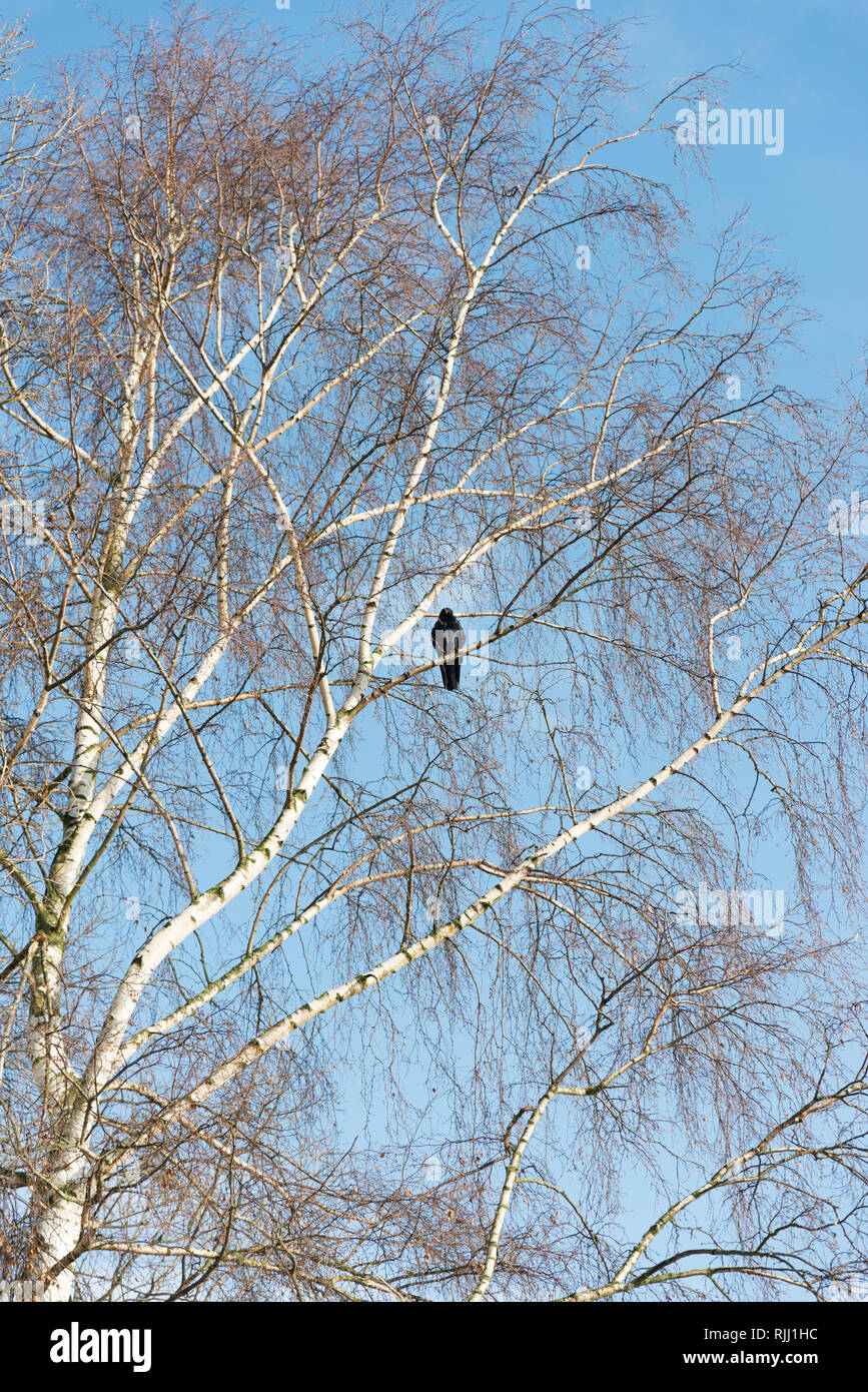 Raven in tree hi-res stock photography and images - Alamy