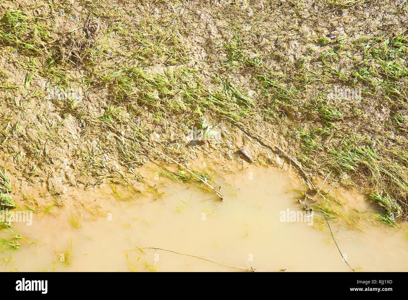 Puddle of mud from above hi-res stock photography and images - Alamy