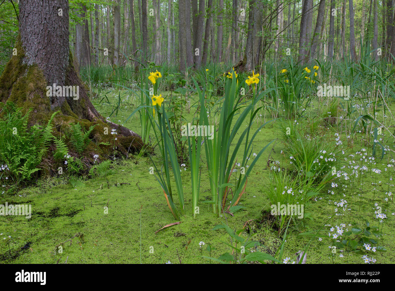Alder carr with European Alder (Alnus glutinosa), Flag Iris, Yellow ...