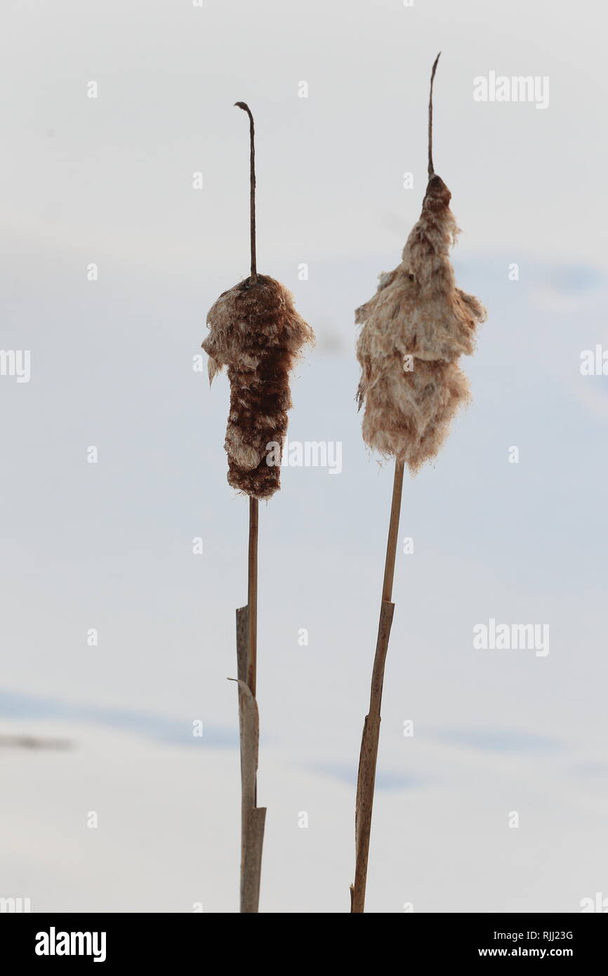 Dead cattails hi-res stock photography and images - Alamy