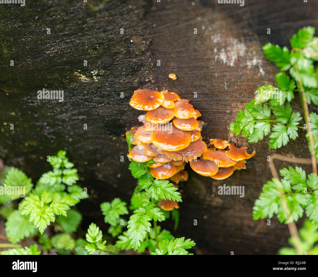 early spring growth in the park Stock Photo - Alamy