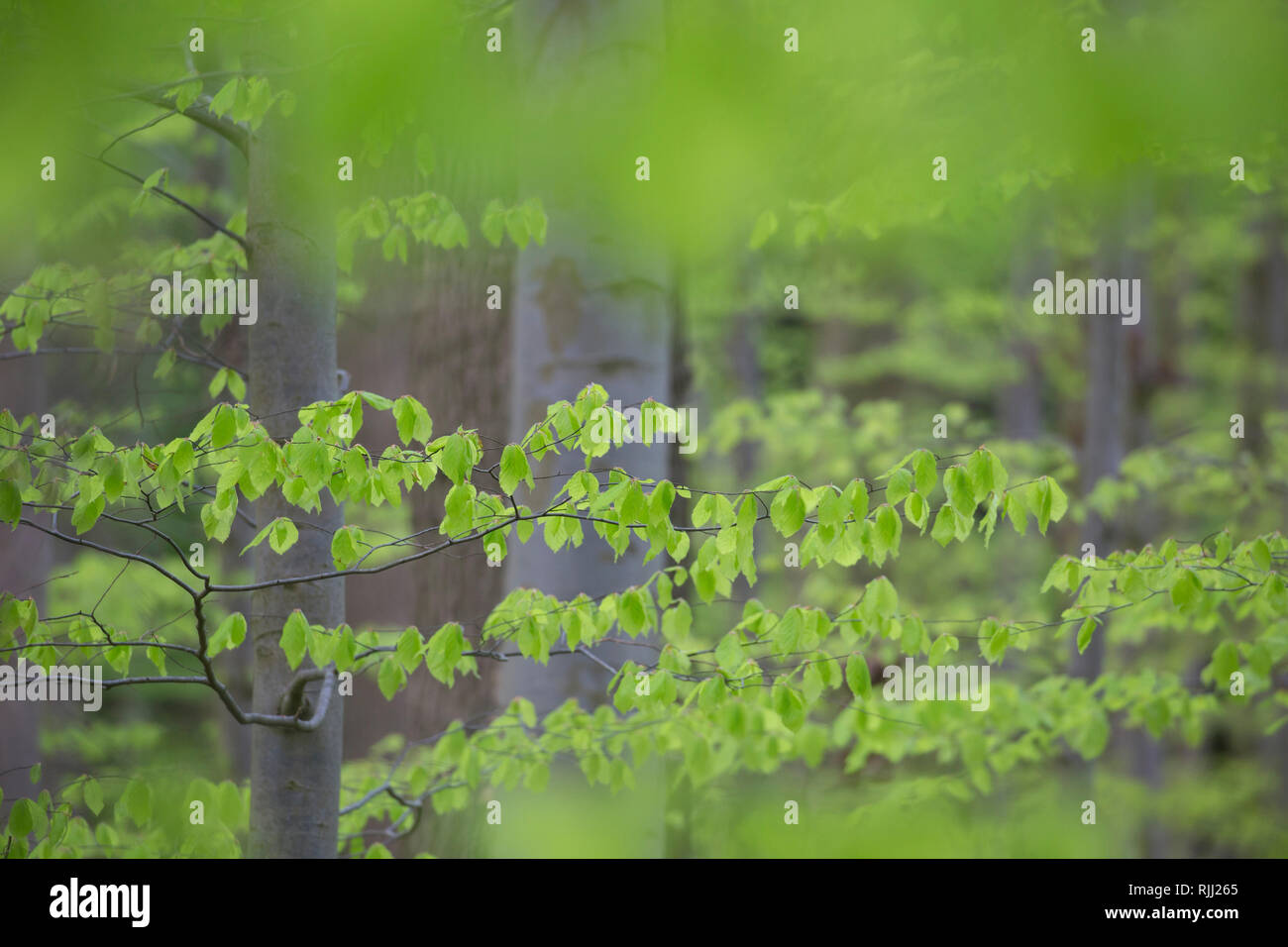 Common Beech (Fagus sylvatica). Beech forest in spring. Schleswig ...
