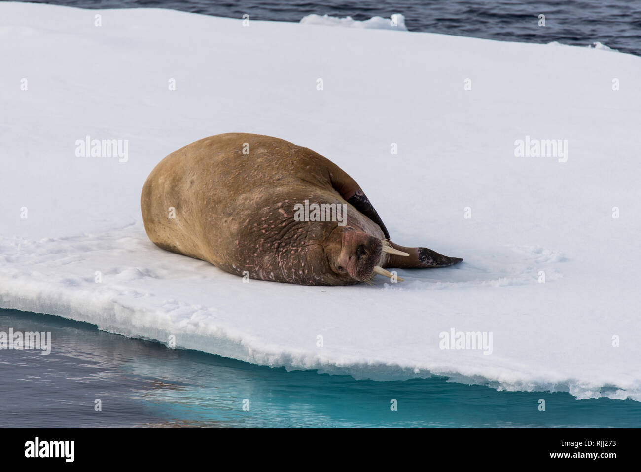 Walrus lying on the pack ice north of Spitsbergen Island, Svalbard ...