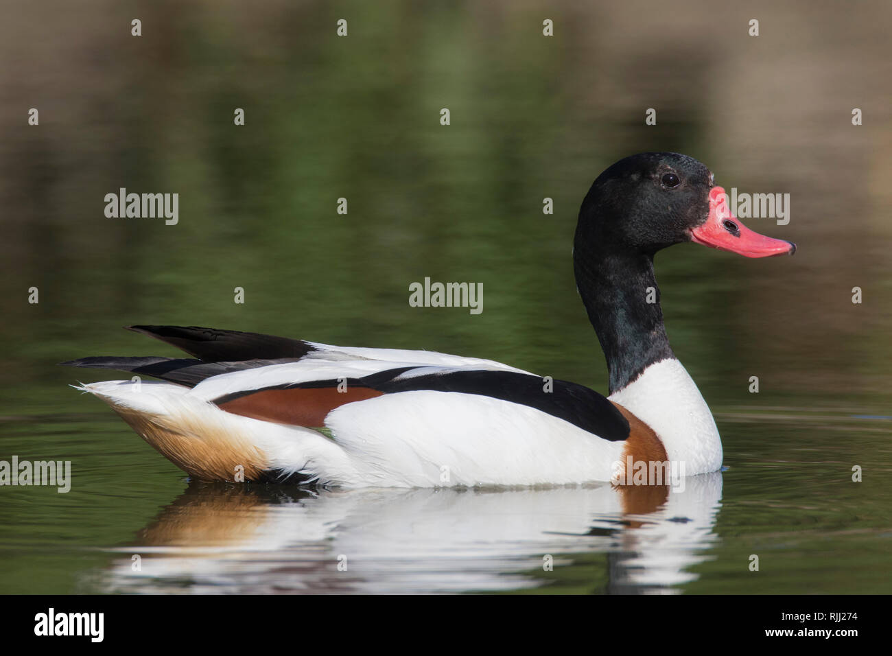 Common Shelduck (Tadorna tadorna), female on water. Germany Stock Photo ...
