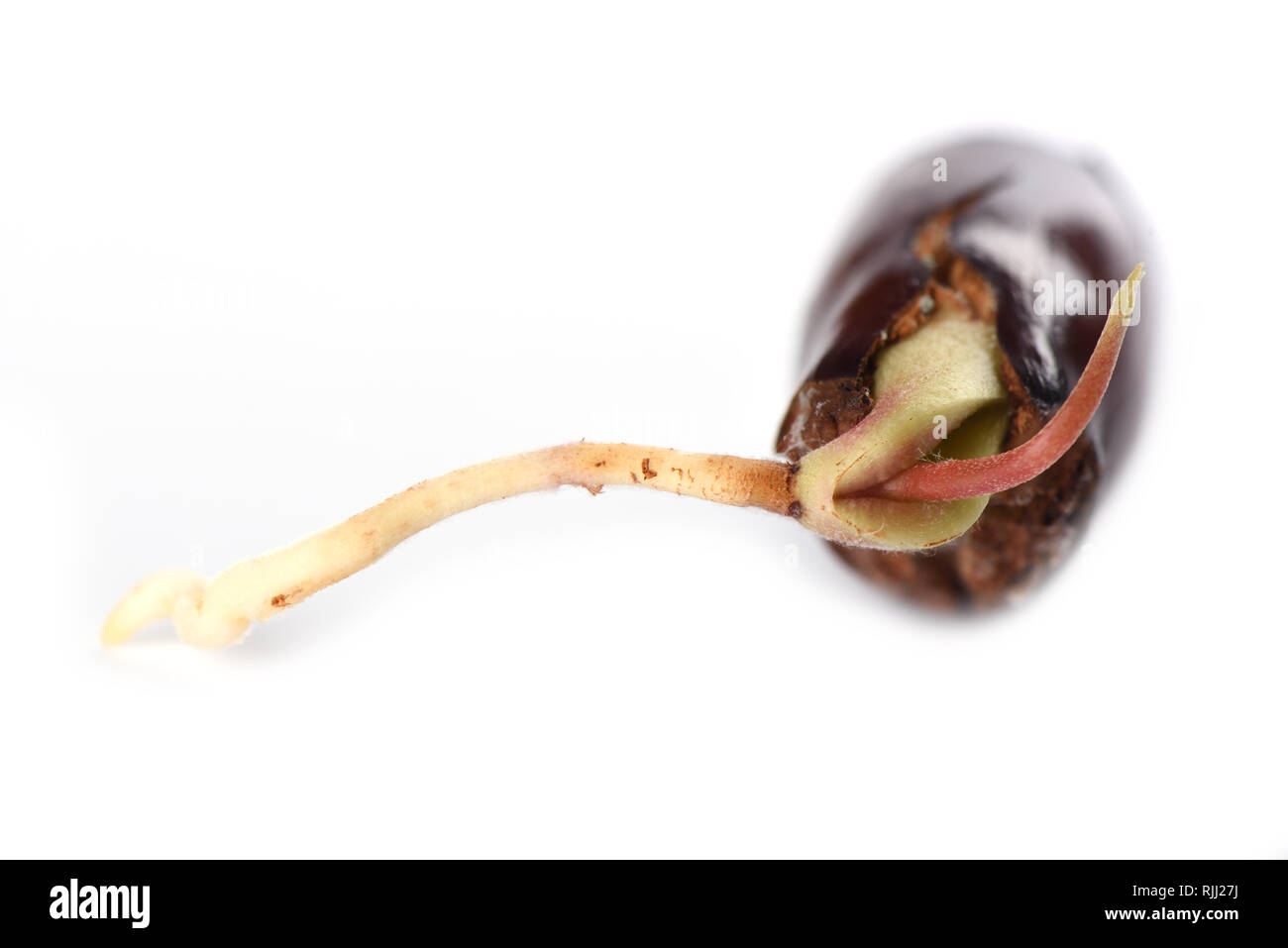 Lychee fruit seed germination Cut Out Stock Images & Pictures - Alamy