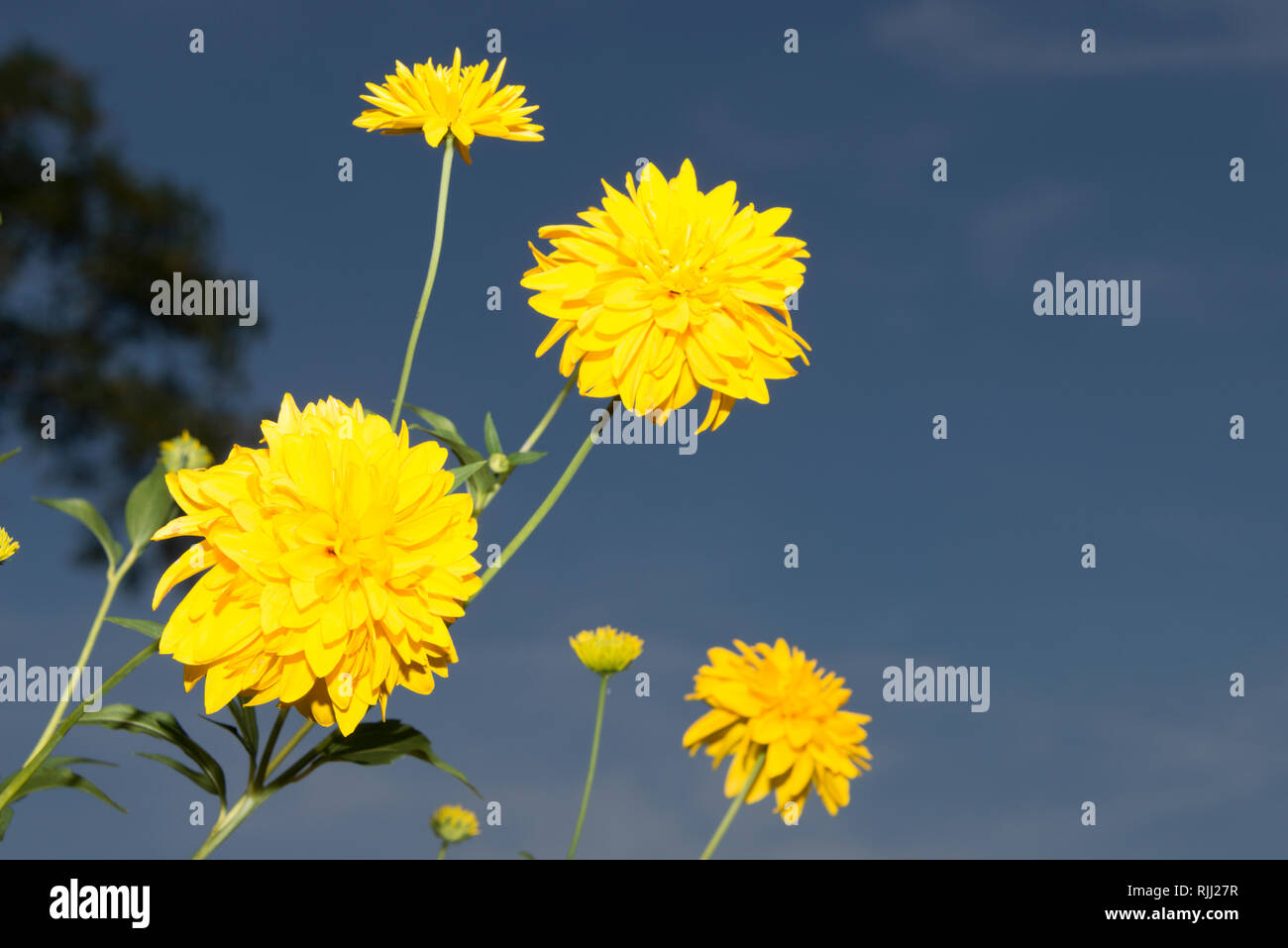 Cutleaf coneflower hi-res stock photography and images - Alamy