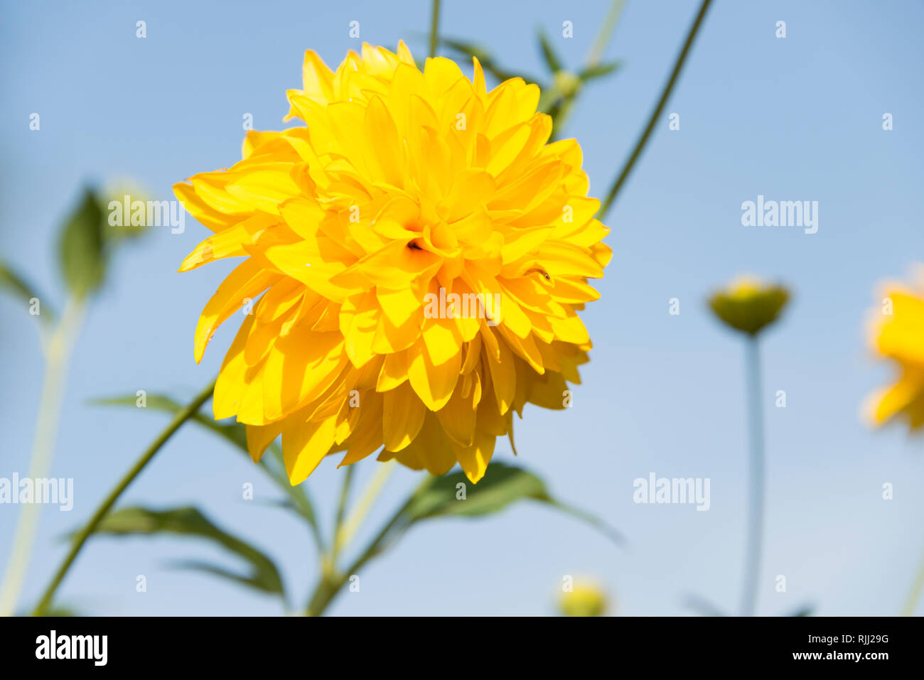 Cutleaf coneflower hi-res stock photography and images - Alamy