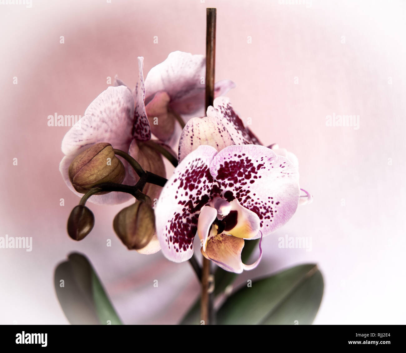 Beauty of simple flower Stock Photo - Alamy