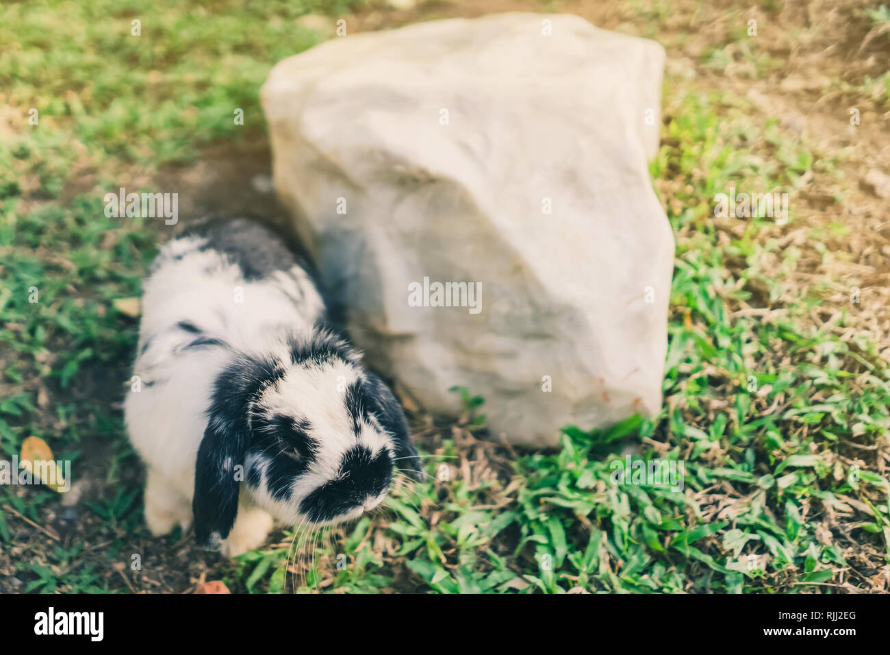 The cute rabbit is resting in the afternoon Stock Photo - Alamy