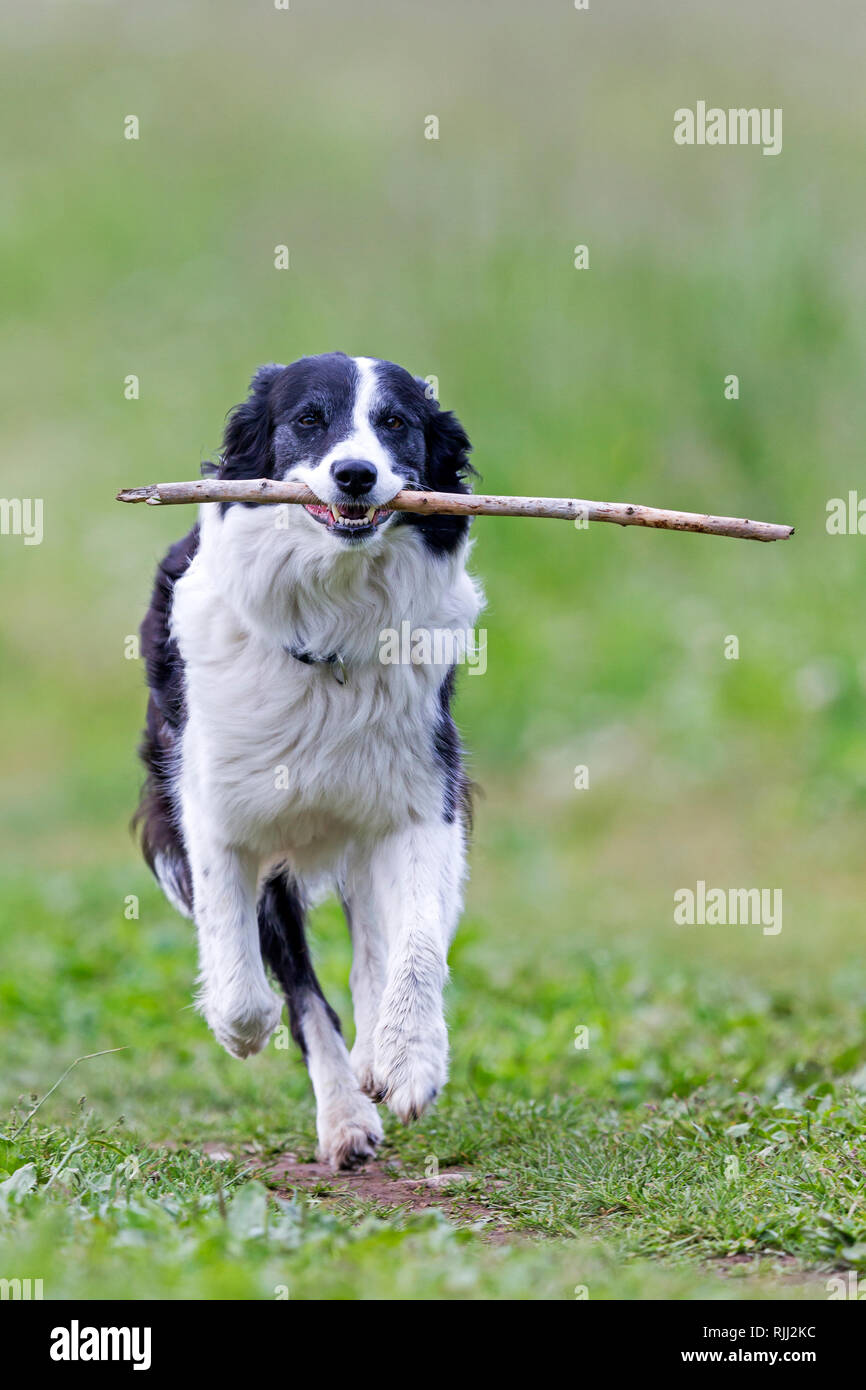 Border collie with stick hi-res stock photography and images - Alamy