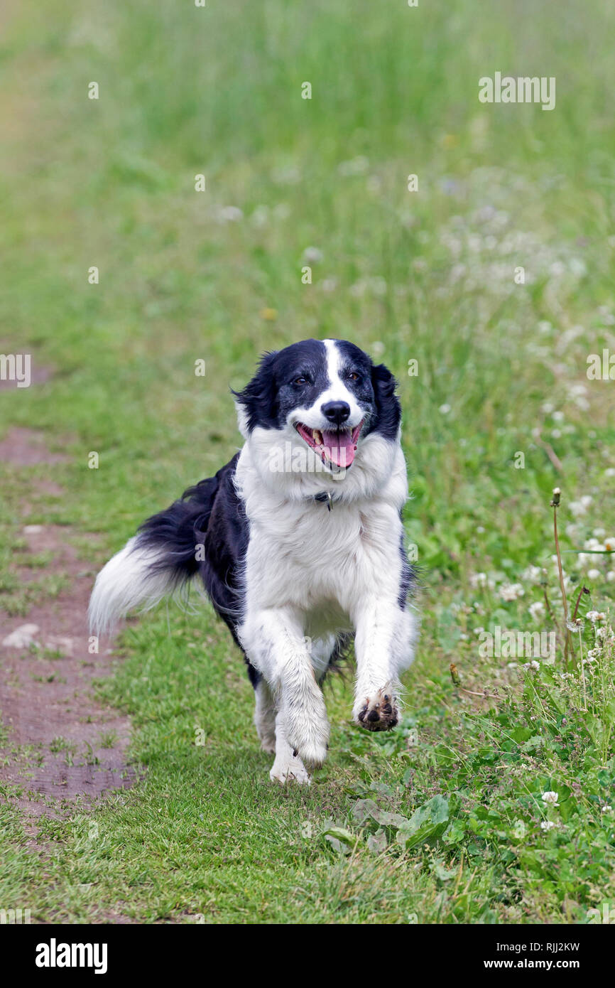 Running border collie hi-res stock photography and images - Alamy