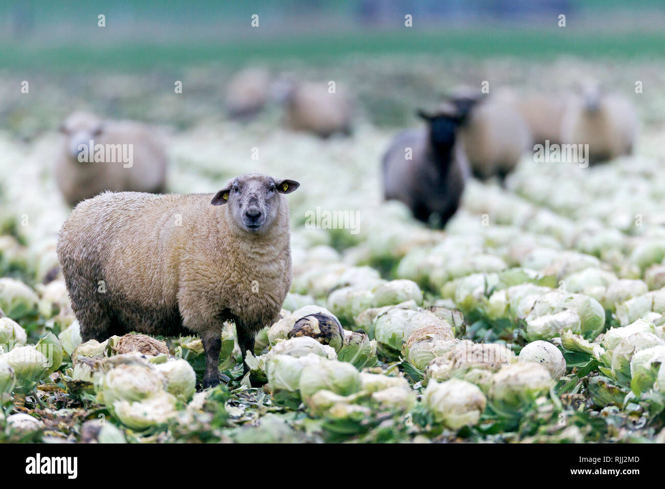 Domestic Sheep. Sheeps eating cabbage on a not harvested cabbage field ...