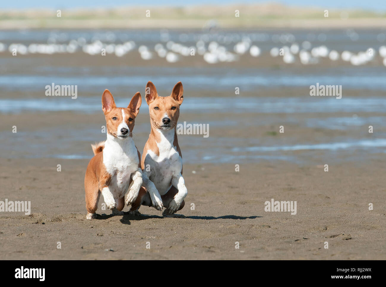 Basenji. Two adult she-dogs (8 years and 8 month old) running on a ...