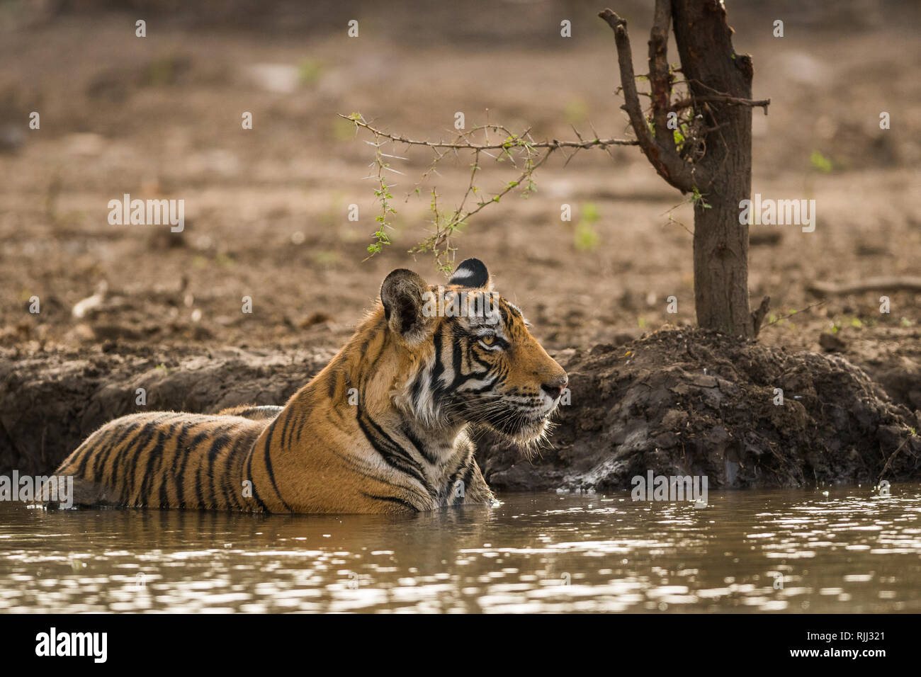 tiger cub cooling off in water in hot summers at Ranthambore Tiger ...
