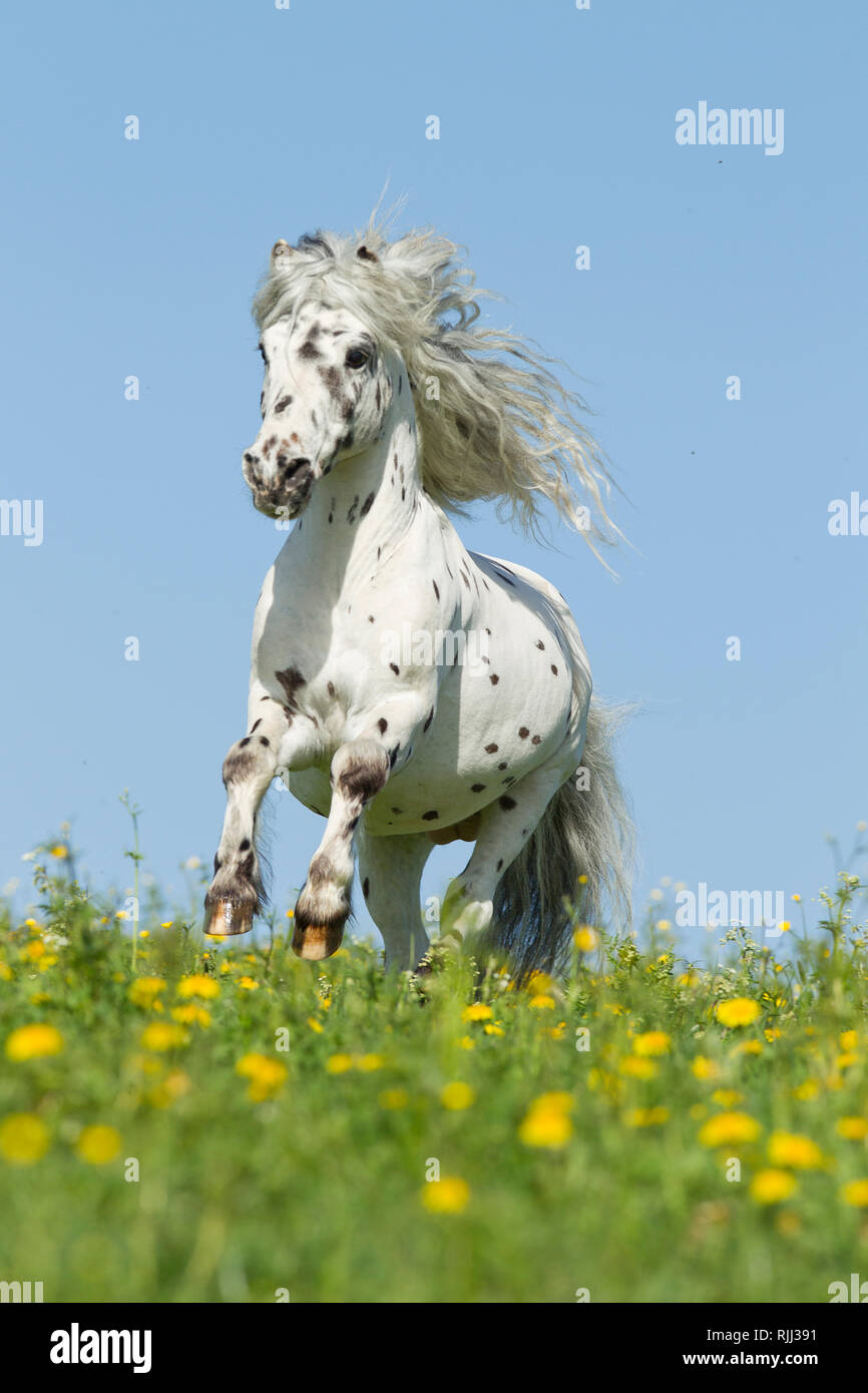 Shetland Pony. Miniature Appaloosa galloping on a meadow. Germany Stock ...