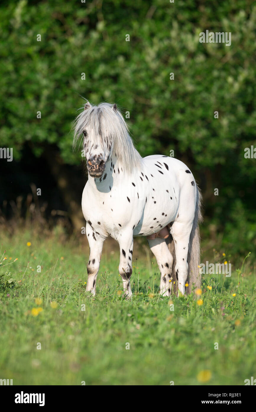 Shetland Pony. Miniature Appaloosa standing on a meadow. Germany Stock ...