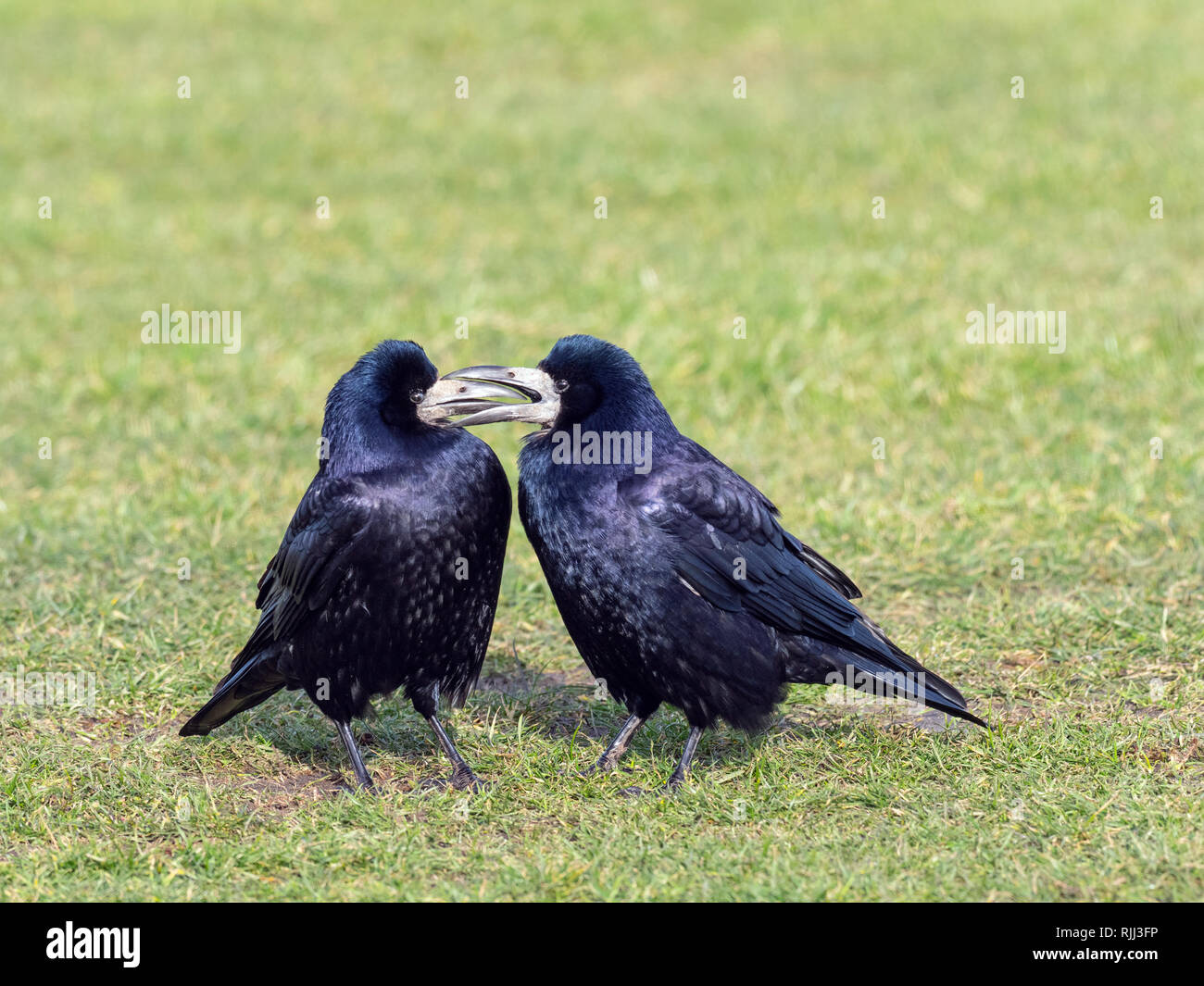 Rookery Crow High Resolution Stock Photography and Images - Alamy
