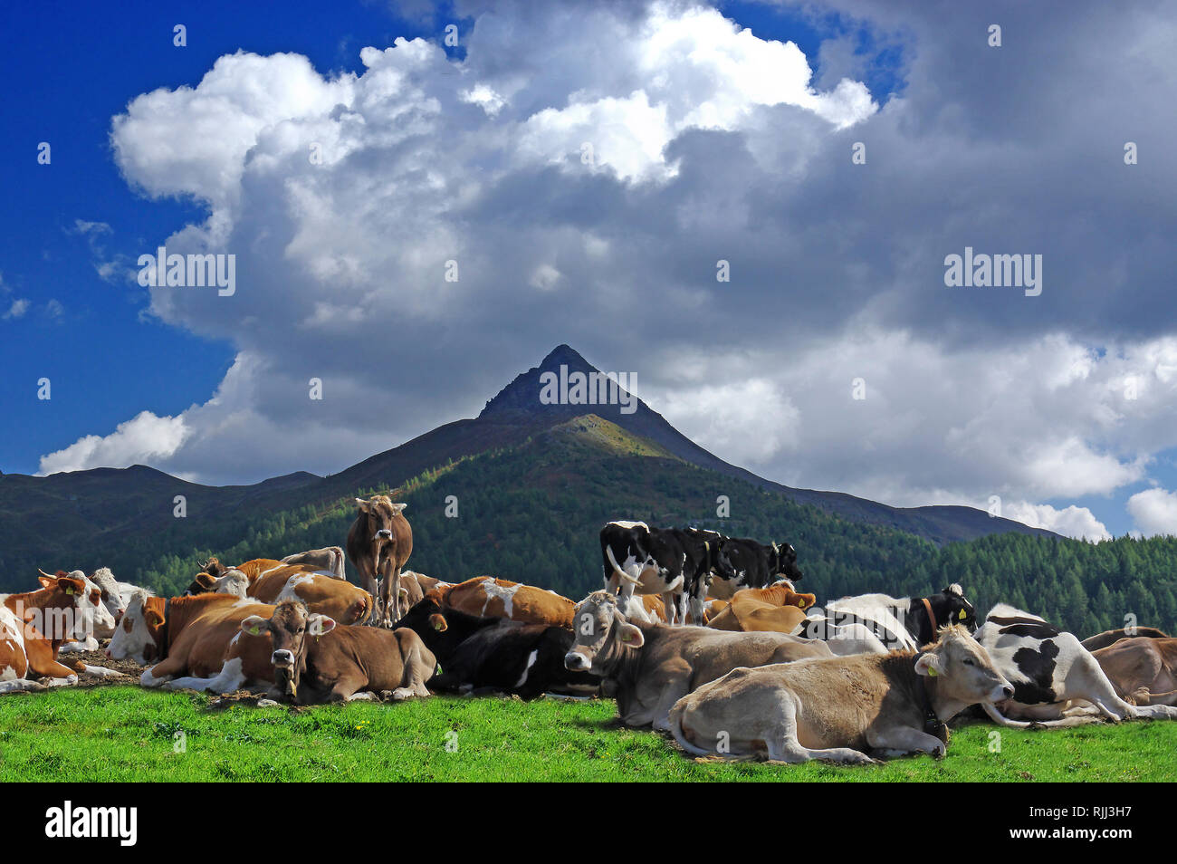 Breeds of cows hi-res stock photography and images - Alamy