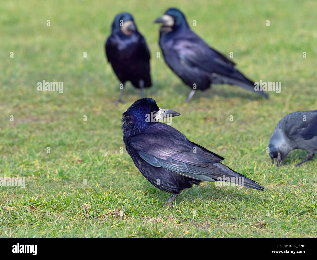 Rookery crow hi-res stock photography and images - Alamy