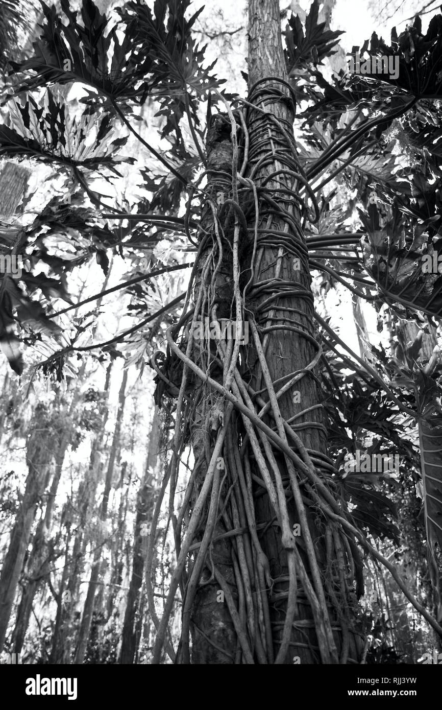 Philodendron tree roots hi-res stock photography and images - Alamy
