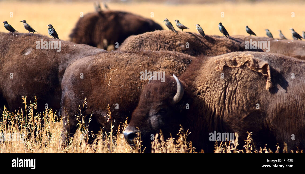 Bison Herd Panorama