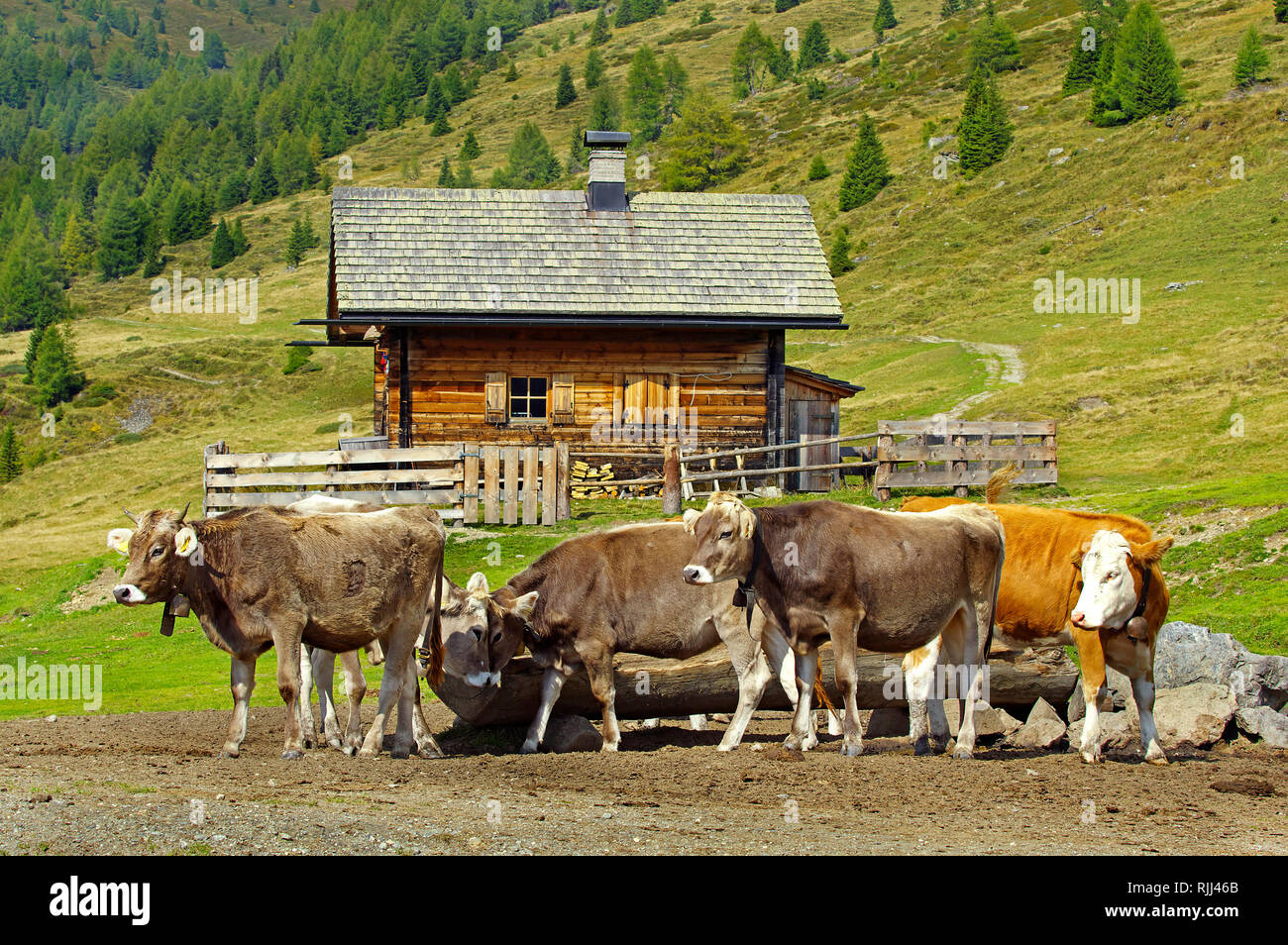 Domestic Cattle, Braunvieh Cattle, Brown Swiss. Three heifers and a Red ...