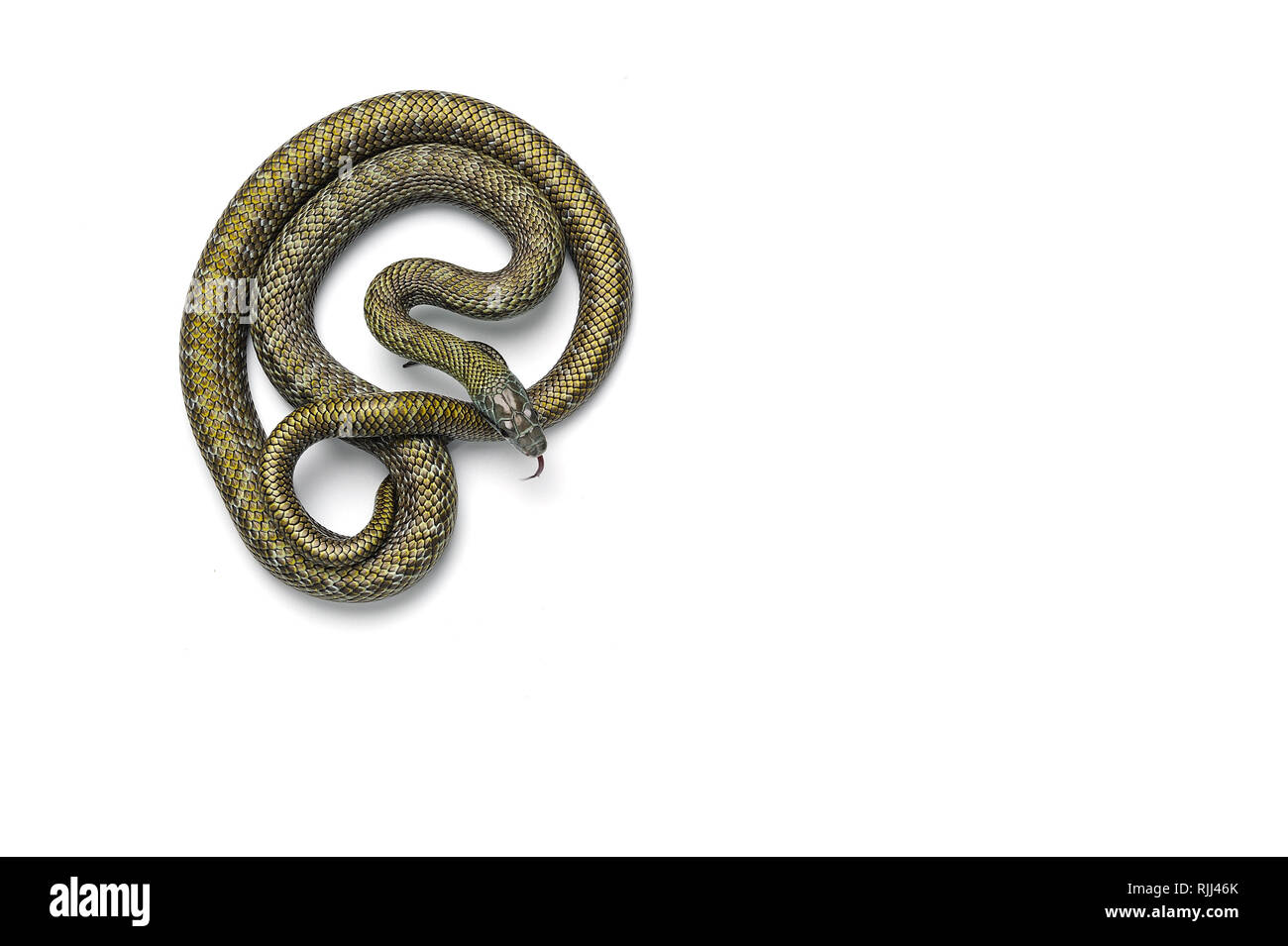 The Japanese rat snake isolated on white background Stock Photo - Alamy