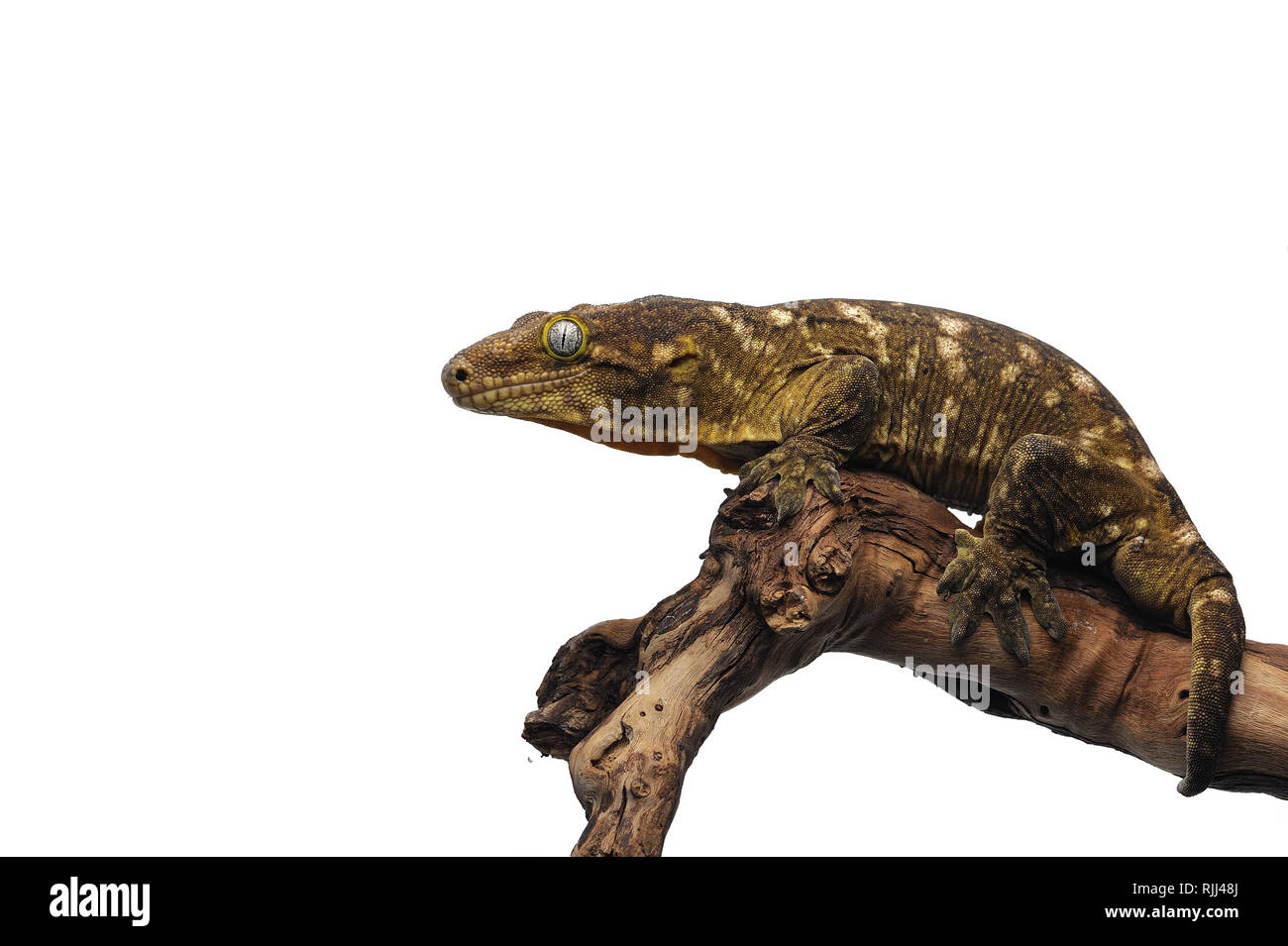 New Caledonian giant gecko isolated on white background Stock Photo - Alamy