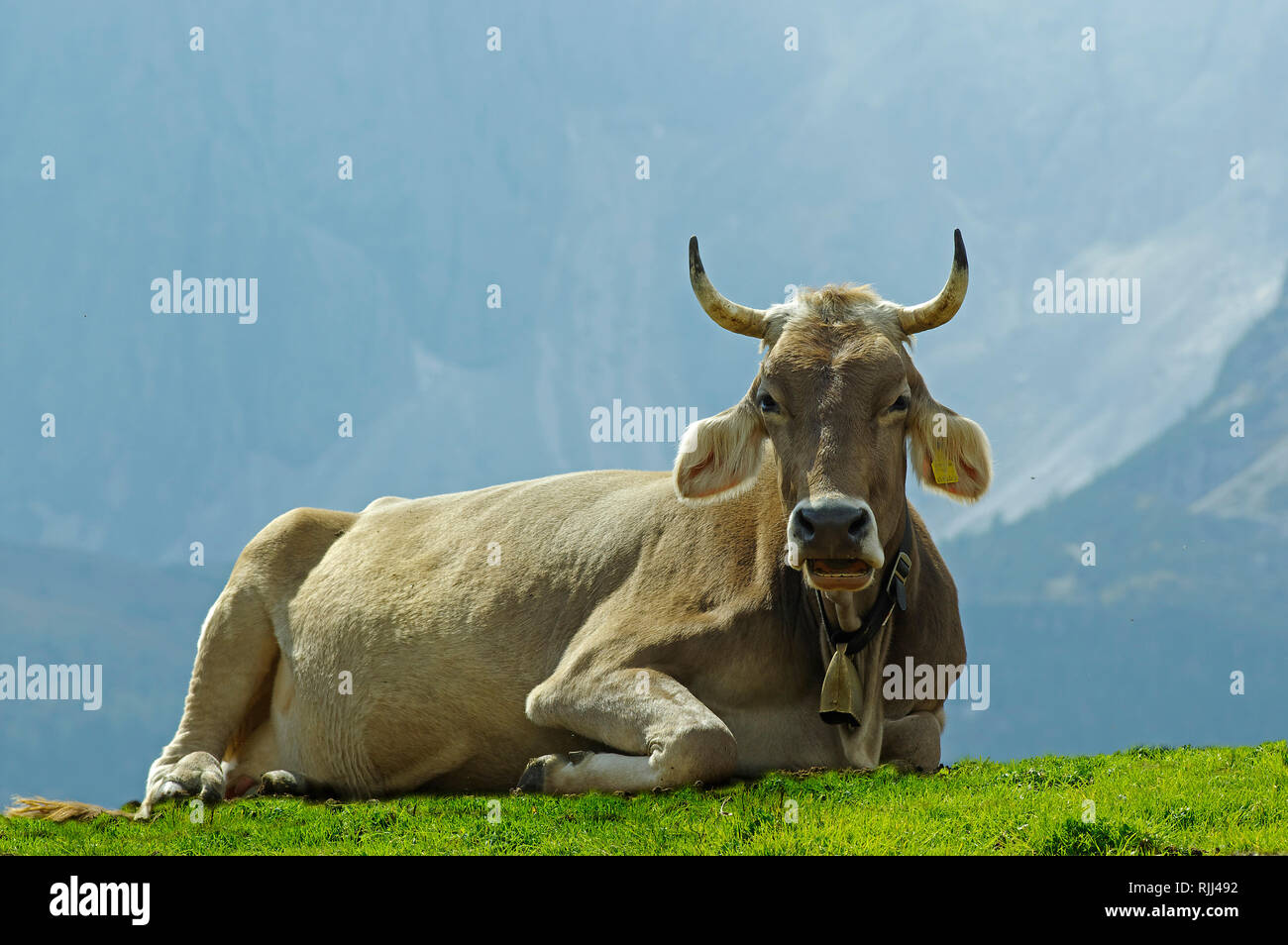 Domestic Cattle, Tyrolese Grey Cattle. Cow lying on an alpine meadow ...
