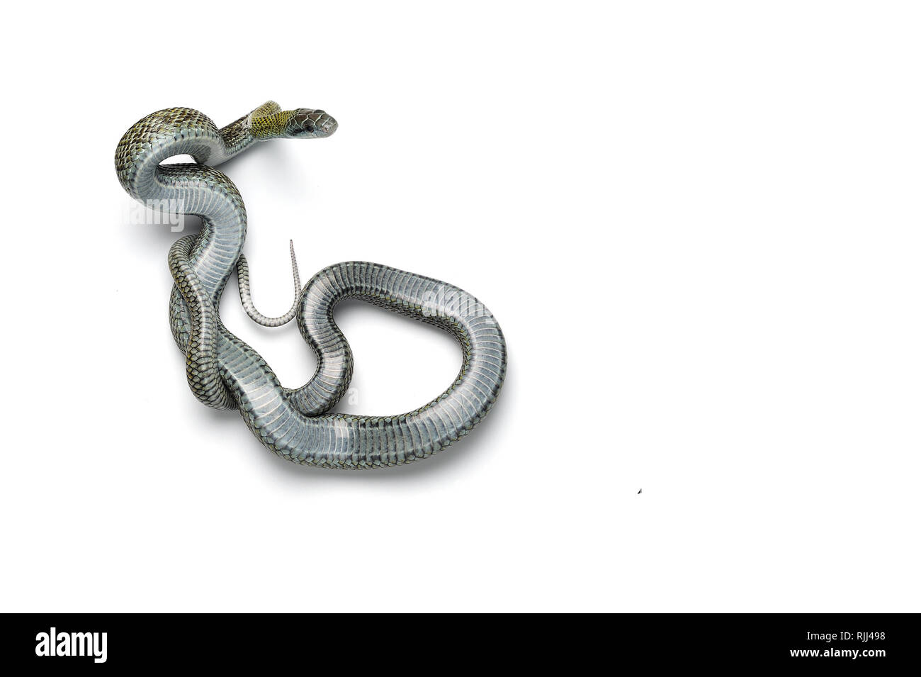 The Japanese rat snake isolated on white background Stock Photo - Alamy