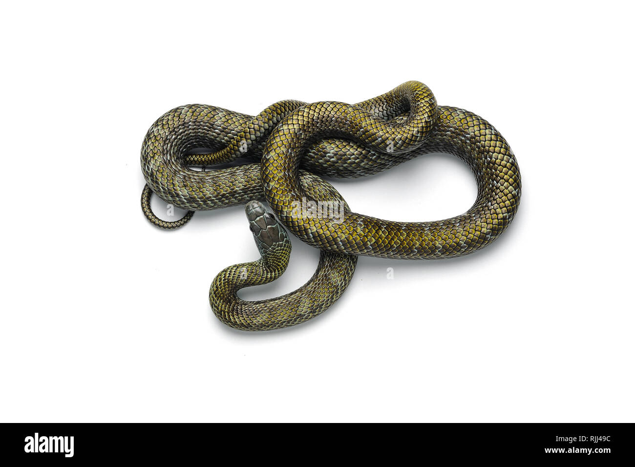 The Japanese rat snake isolated on white background Stock Photo - Alamy