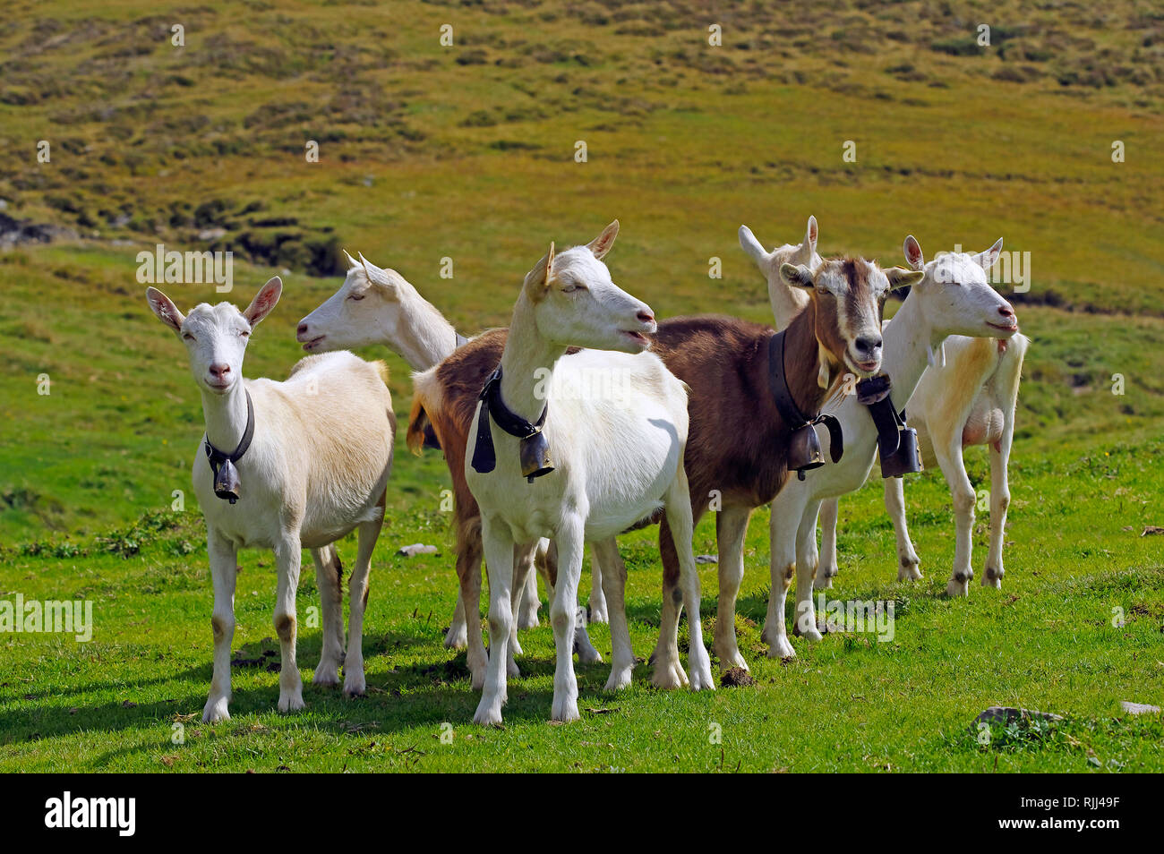 Saanen goats hi-res stock photography and images - Alamy