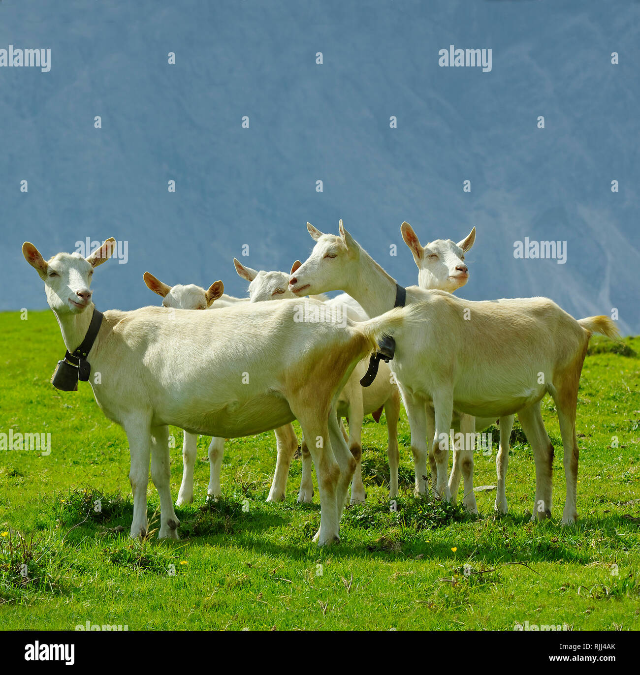 Saanen goat five individuals standing on an alpine meadow dolomites hi ...
