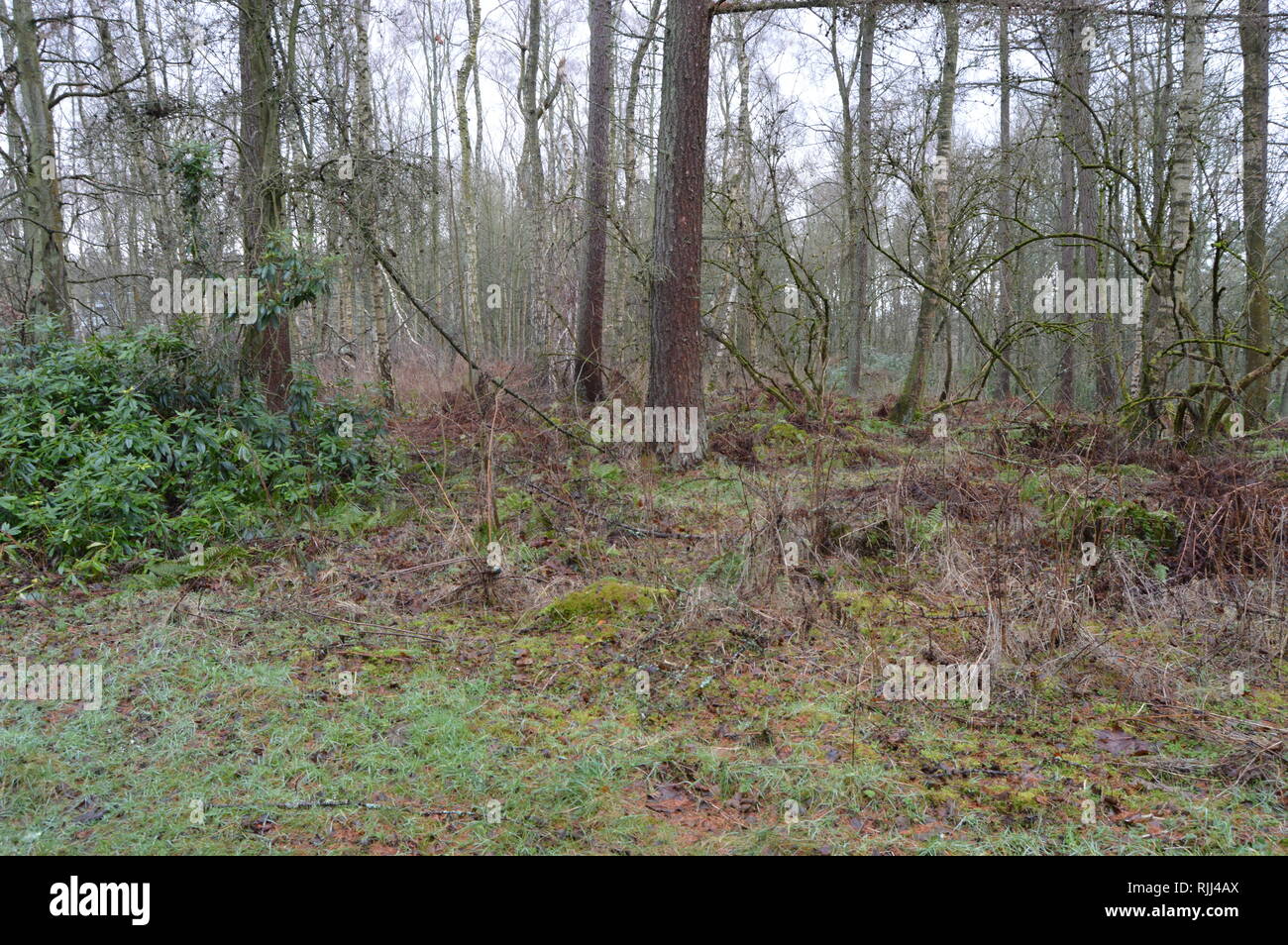 The striking ruins of Crawford Priory, Springfield, Cupar, Fife ...