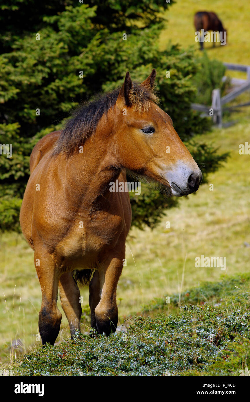 Italian heavy draft hi-res stock photography and images - Alamy